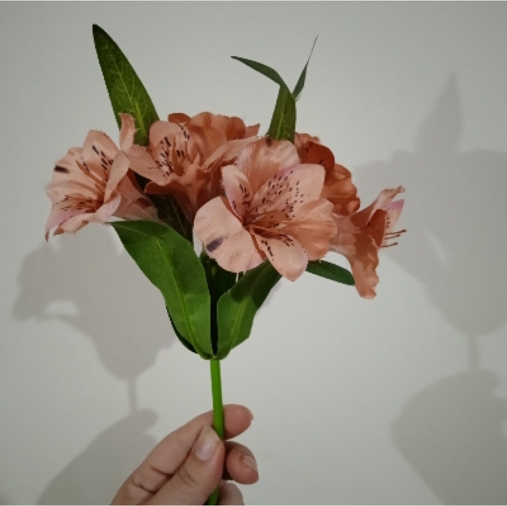 FLOR ASTROMELIA SALMÃO